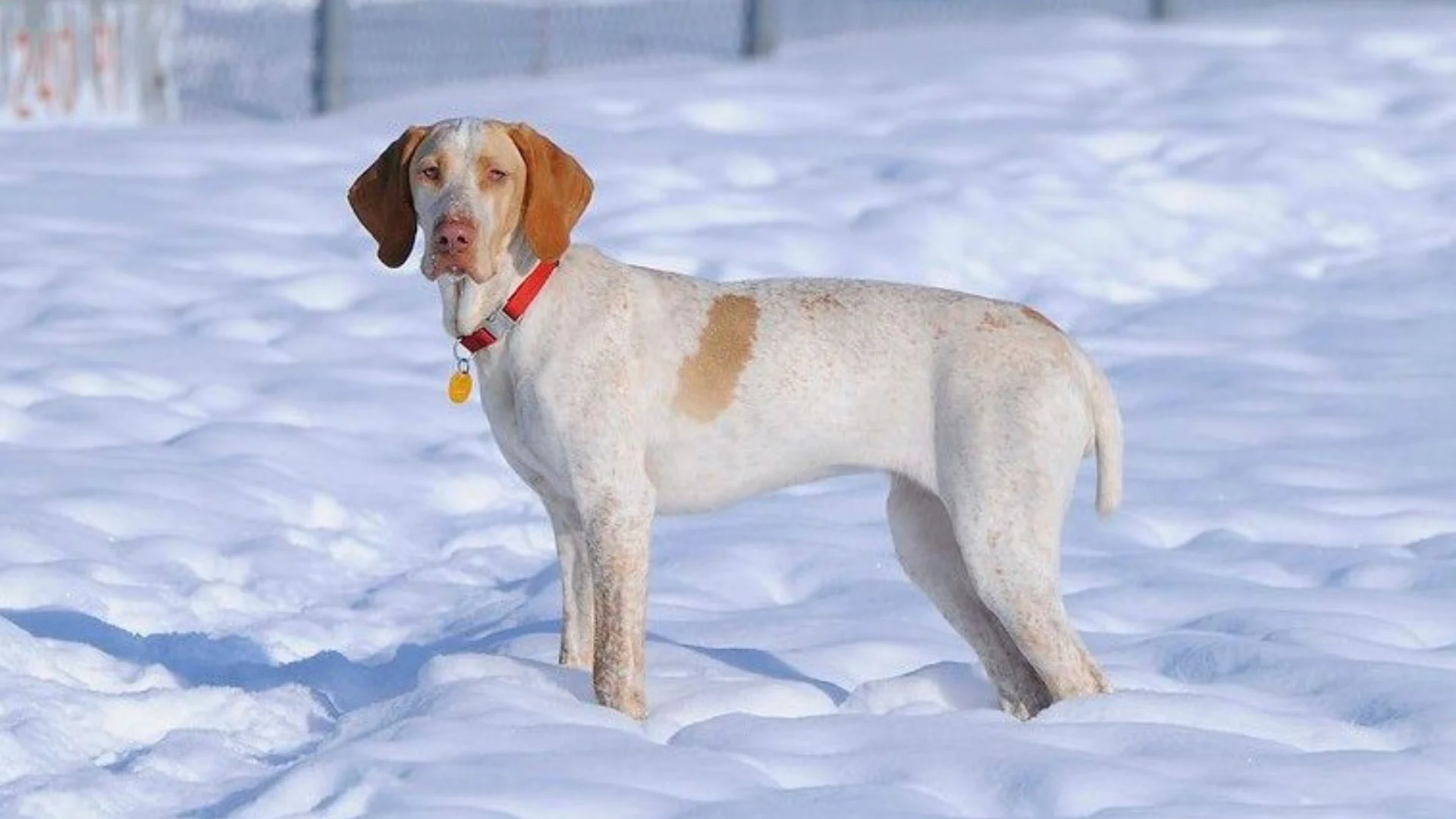 What Makes Ariege Pointing Dog Unique? Personality, Health & History