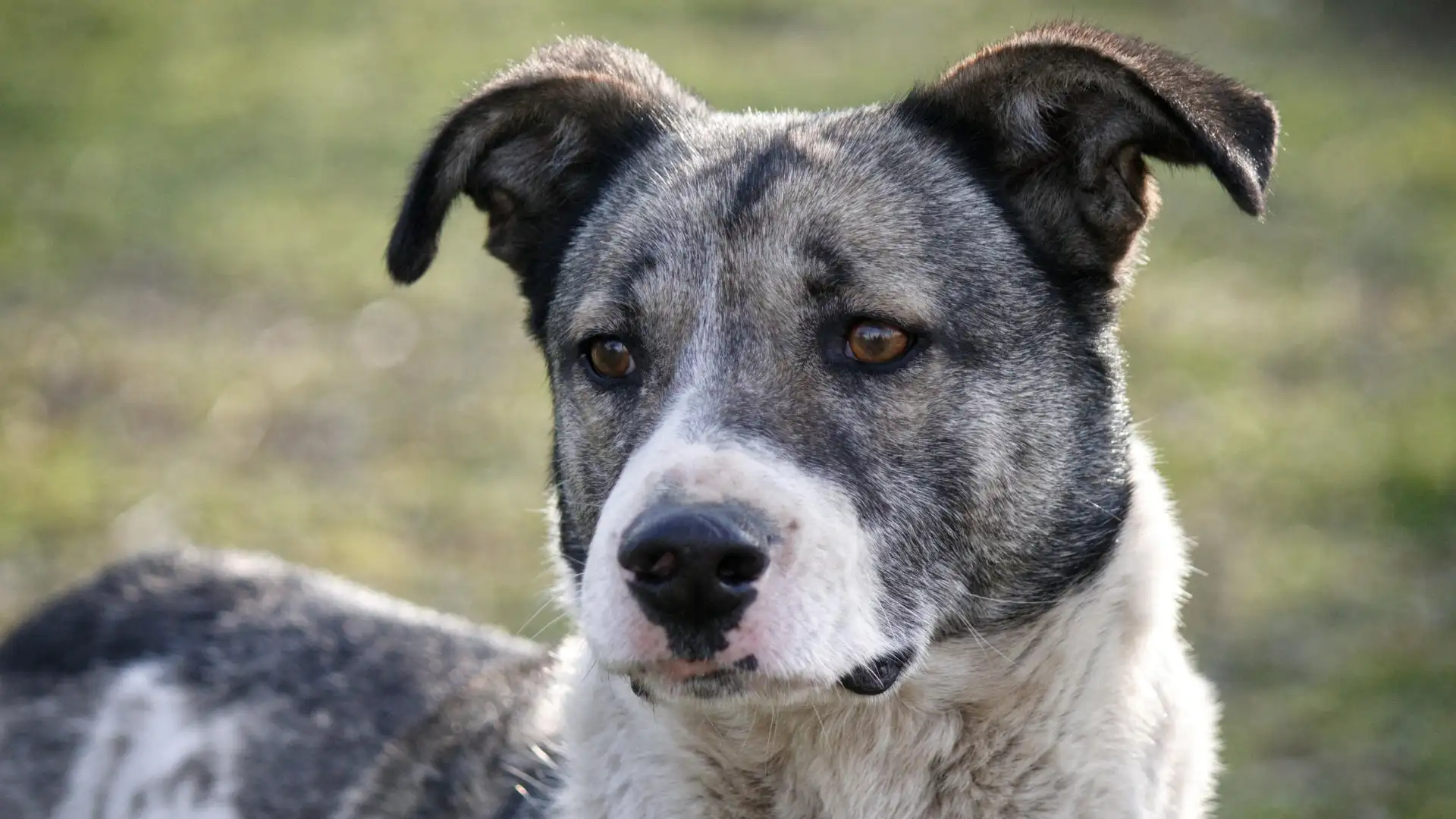 Australian Stumpy Tail Cattle Dog Facts: Lifespan, Care, Size & More ...