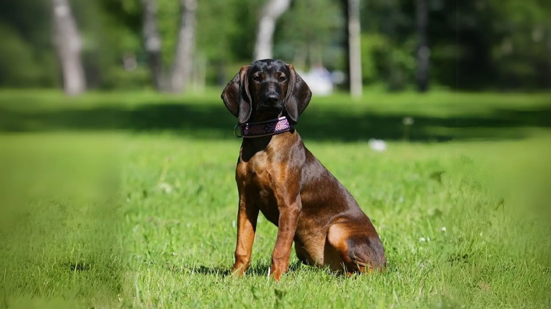 Bavarian Mountain Scent Hound: Care, Personality & Best Tips