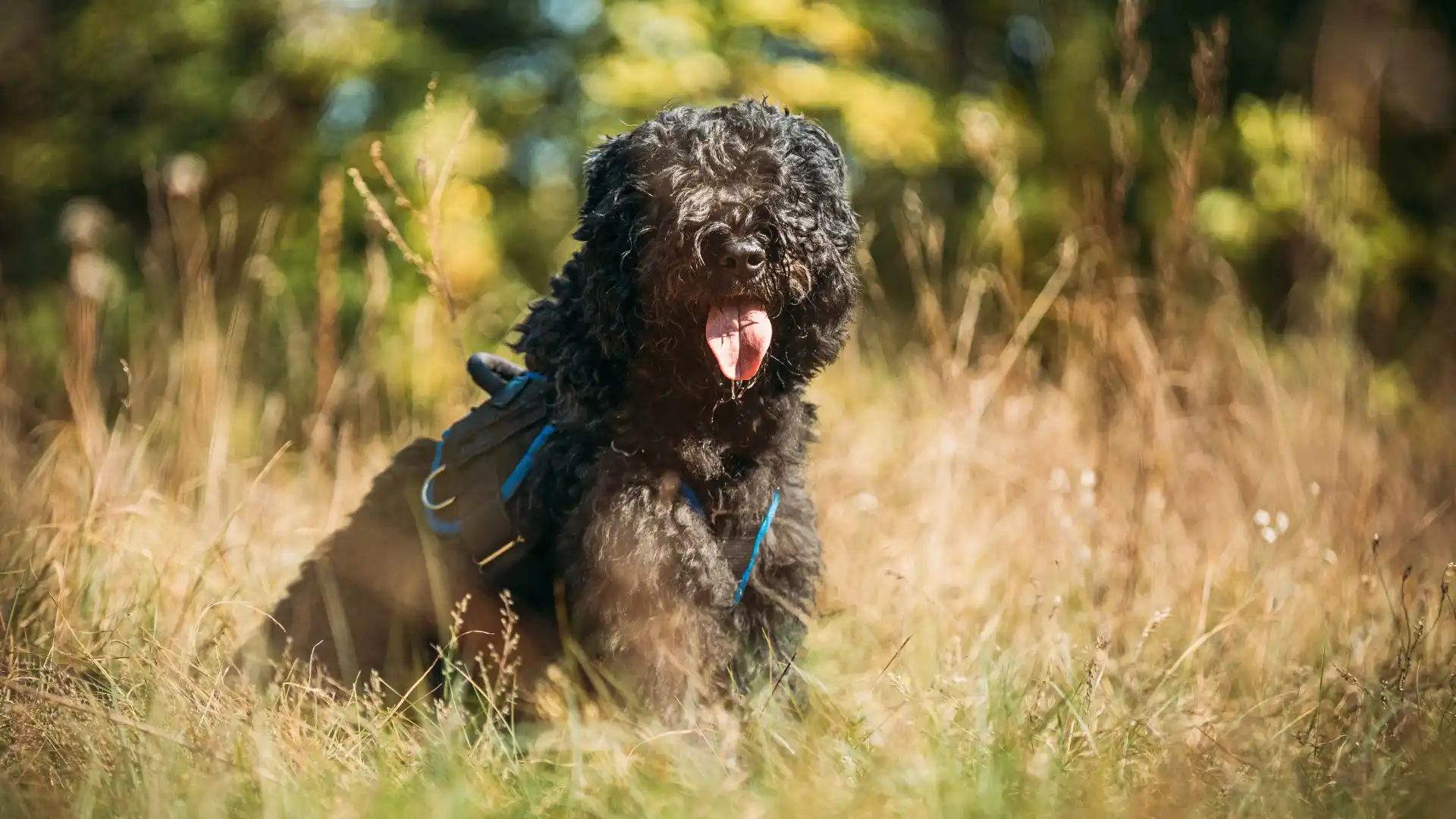 Everything about Bouvier des Flandres — 2025 Facts, Care, and Adoption