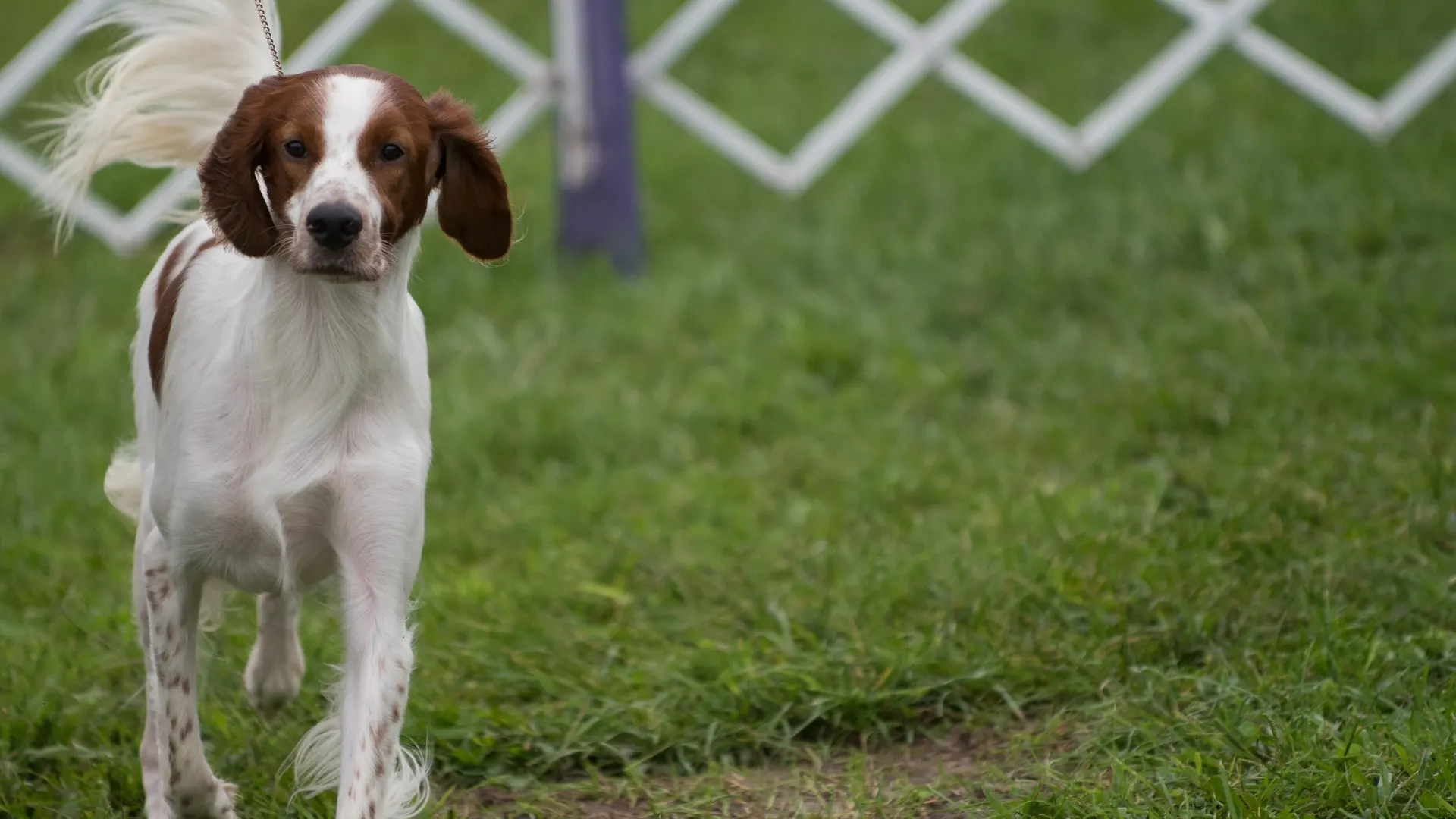 Everything about Irish Red and White Setter — 2025 Facts, Care, and ...