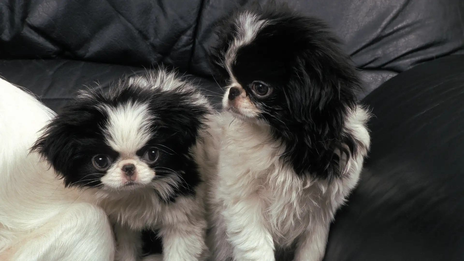 Japanese Chin Facts: Lifespan, Care, Size & More (2025 Update)
