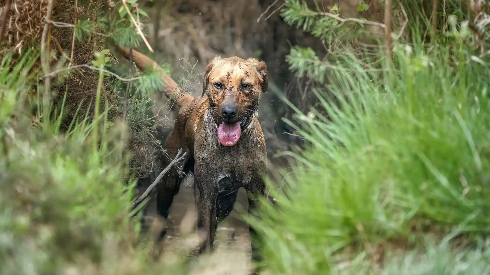 Kangaroo Dog: Care, Personality & Best Tips