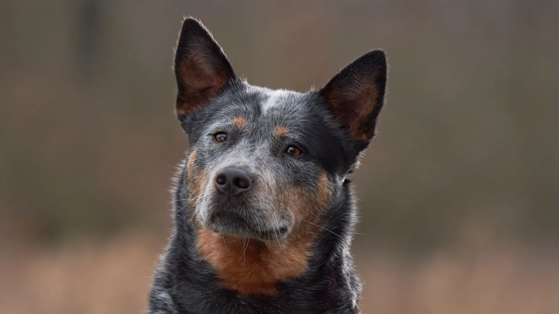 Koolie Facts: Lifespan, Care, Size & More (2025 Update)