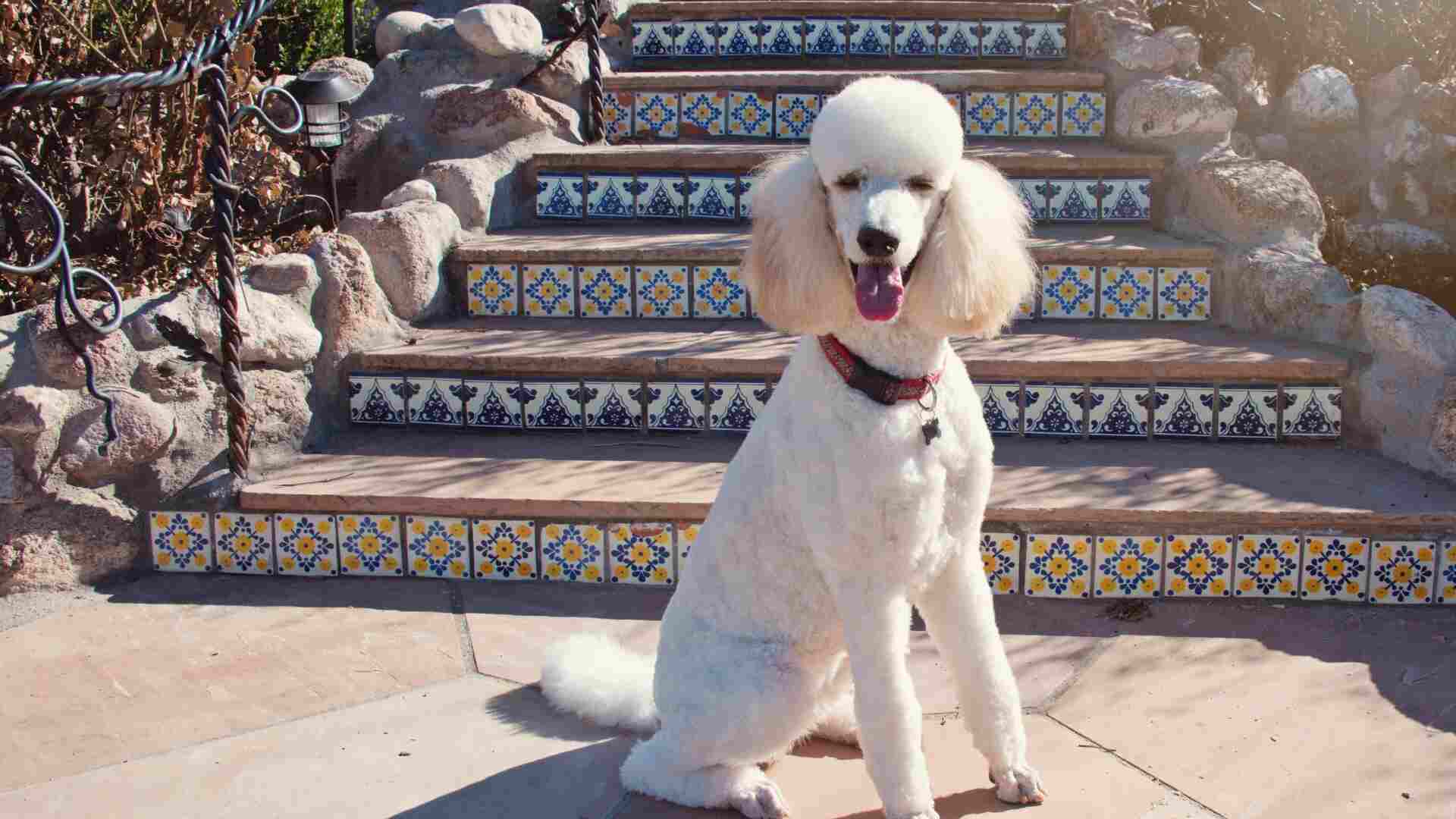 Medium Poodle 2025 Guide: Training, Nutrition & FAQs