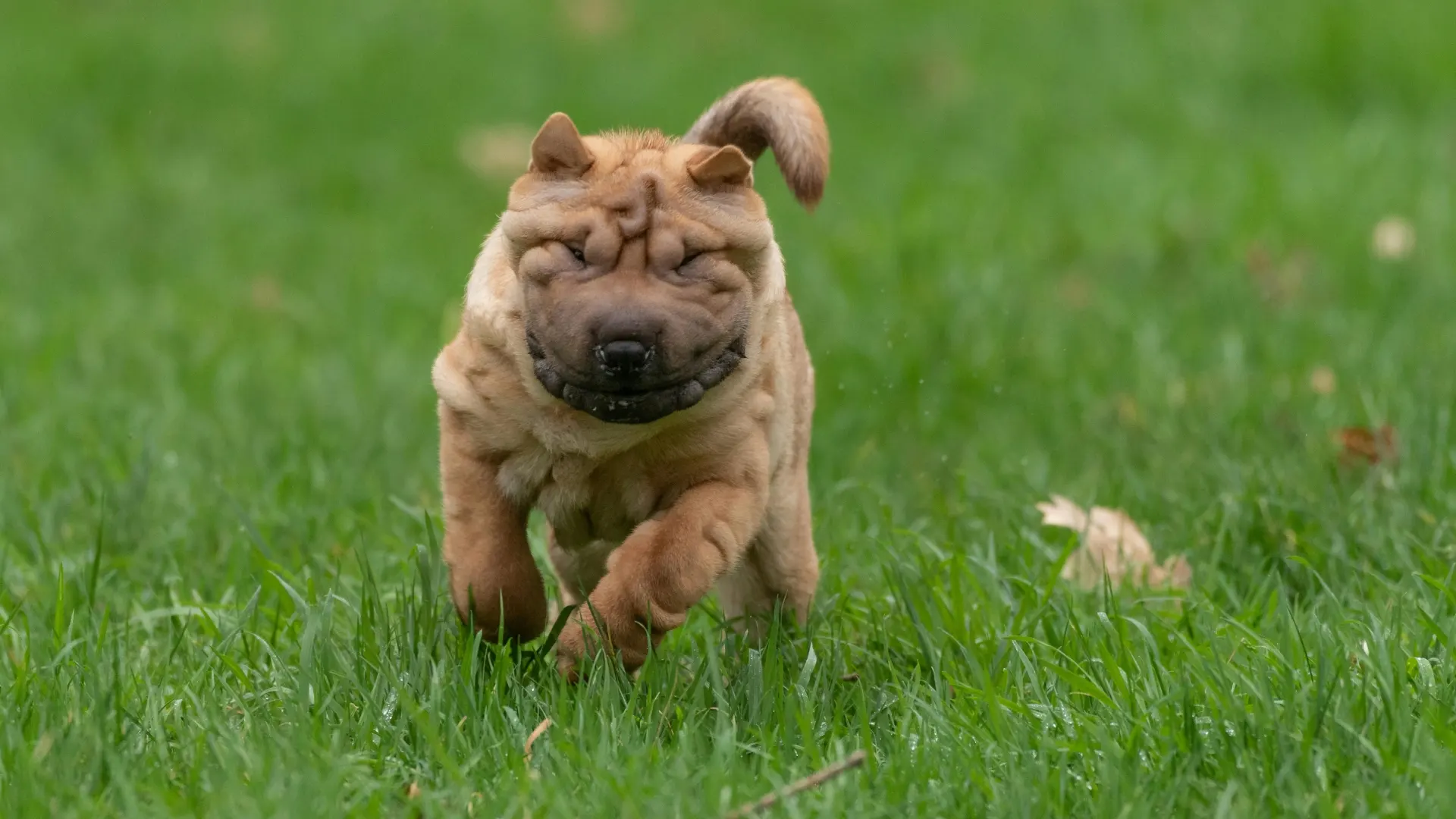 What Makes Miniature Shar-Pei Unique? Personality, Health & History