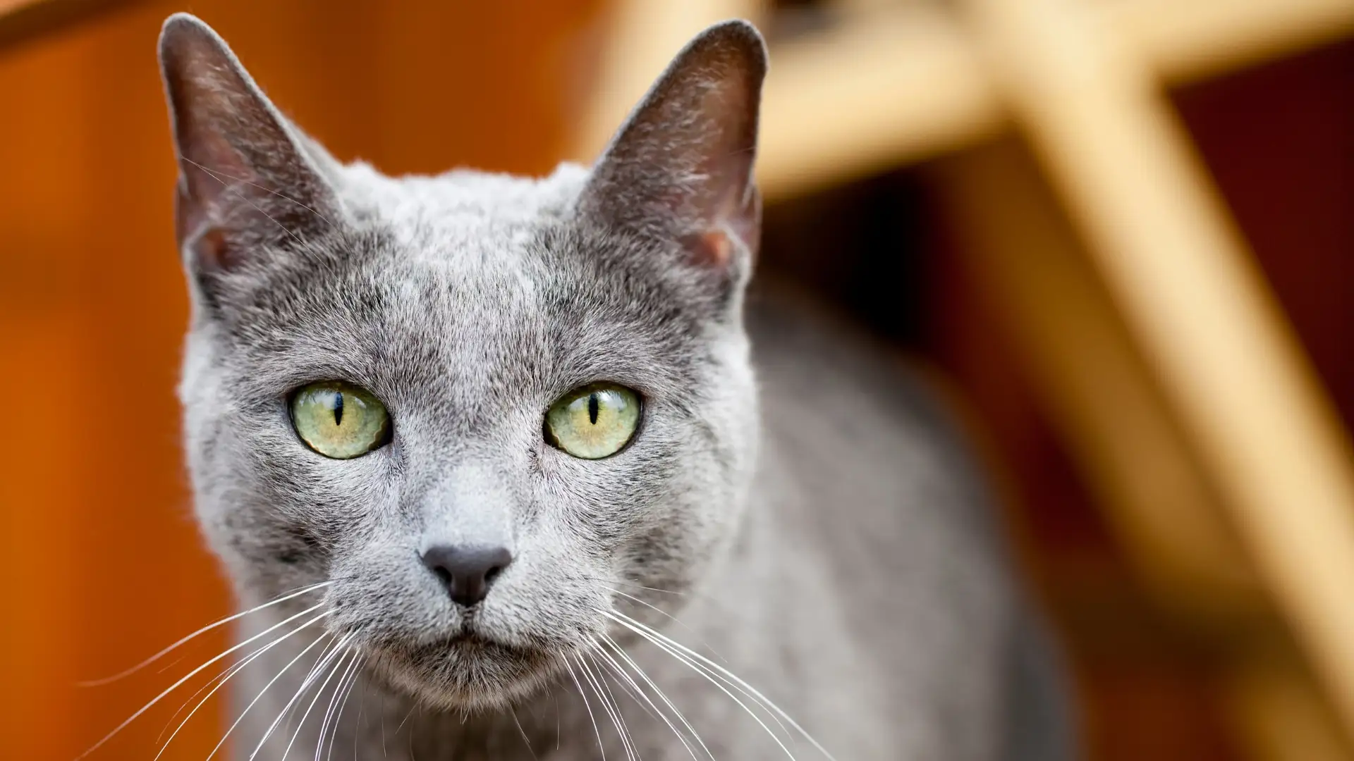 What Makes Russian Blue Unique? Personality, Health & History