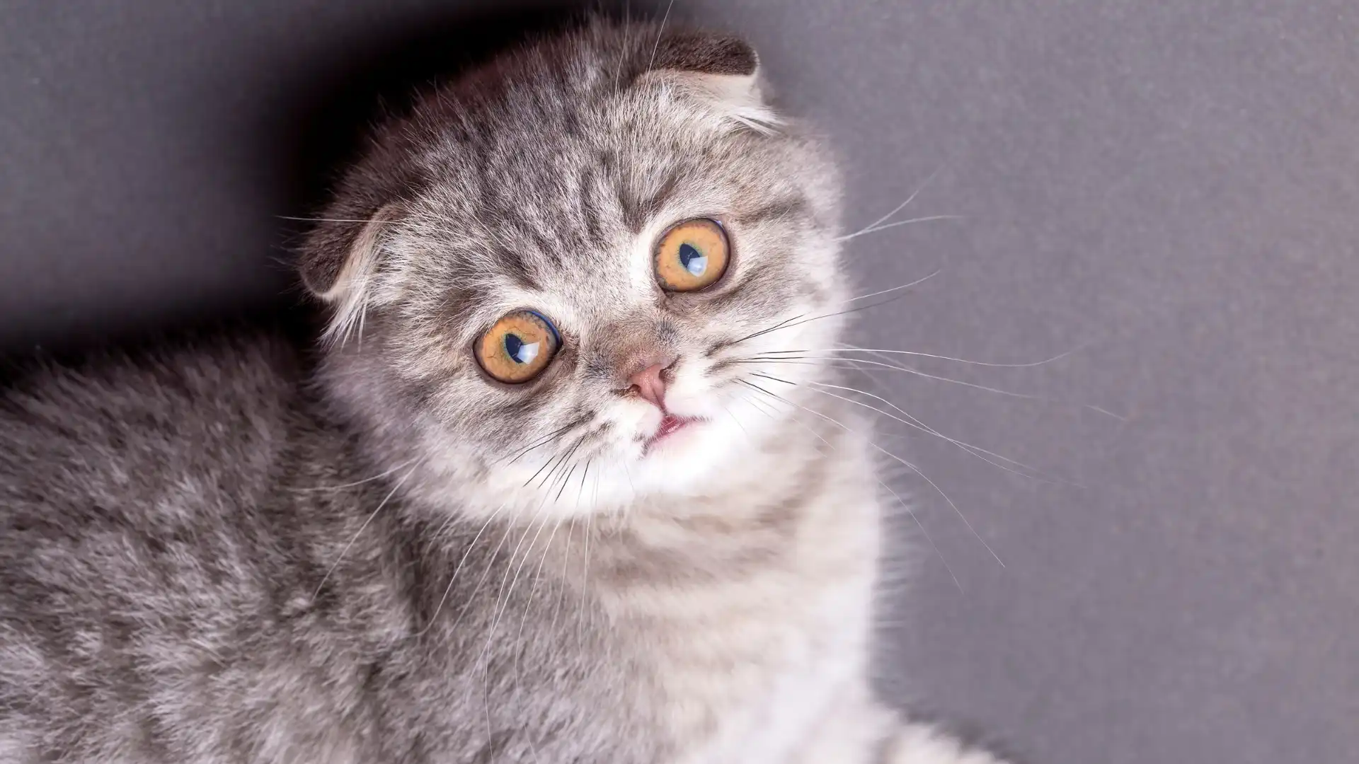 Everything You Need to Know About Scottish Fold in 2025