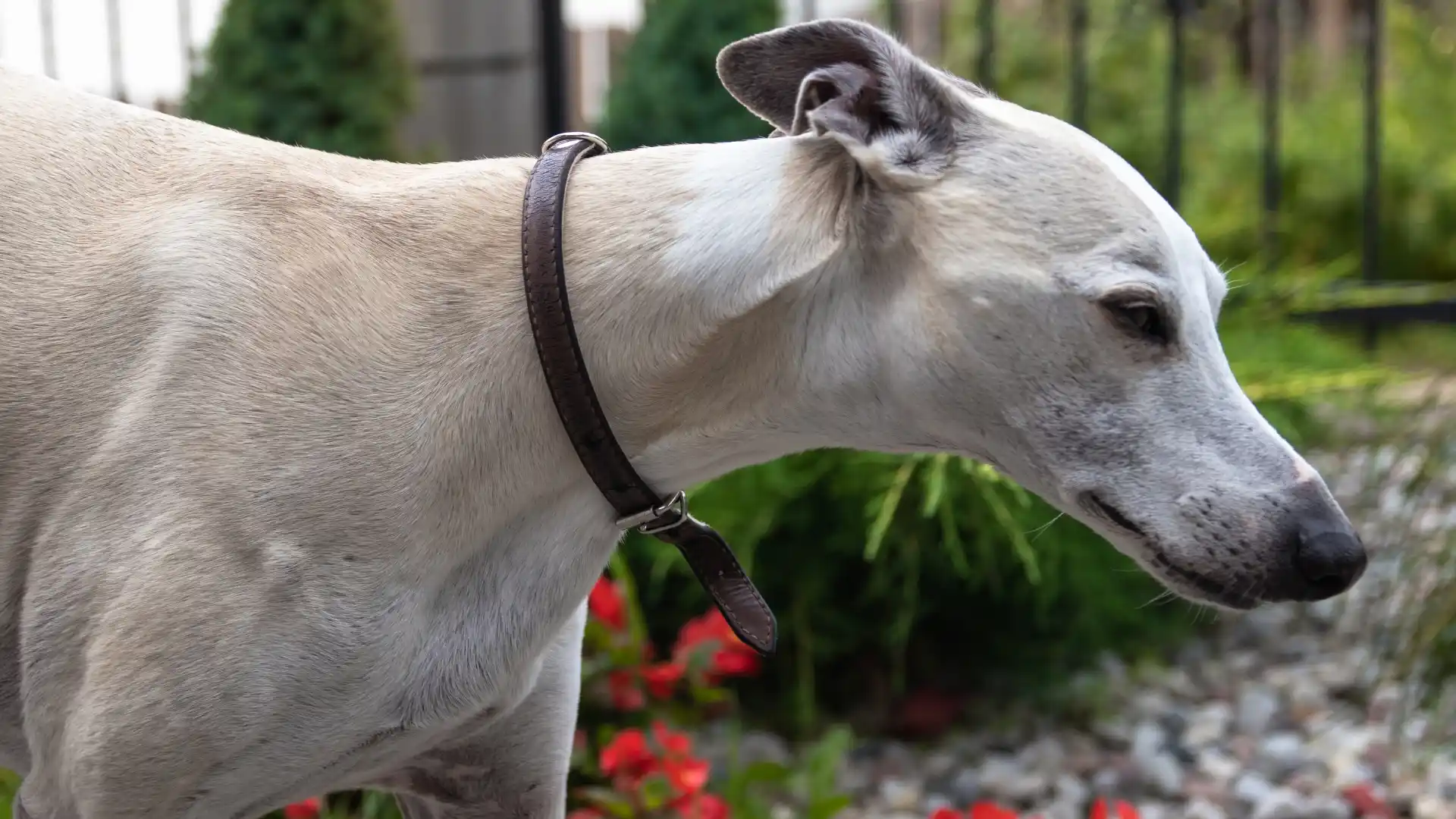 Everything about Spanish Greyhound — 2025 Facts, Care, and Adoption