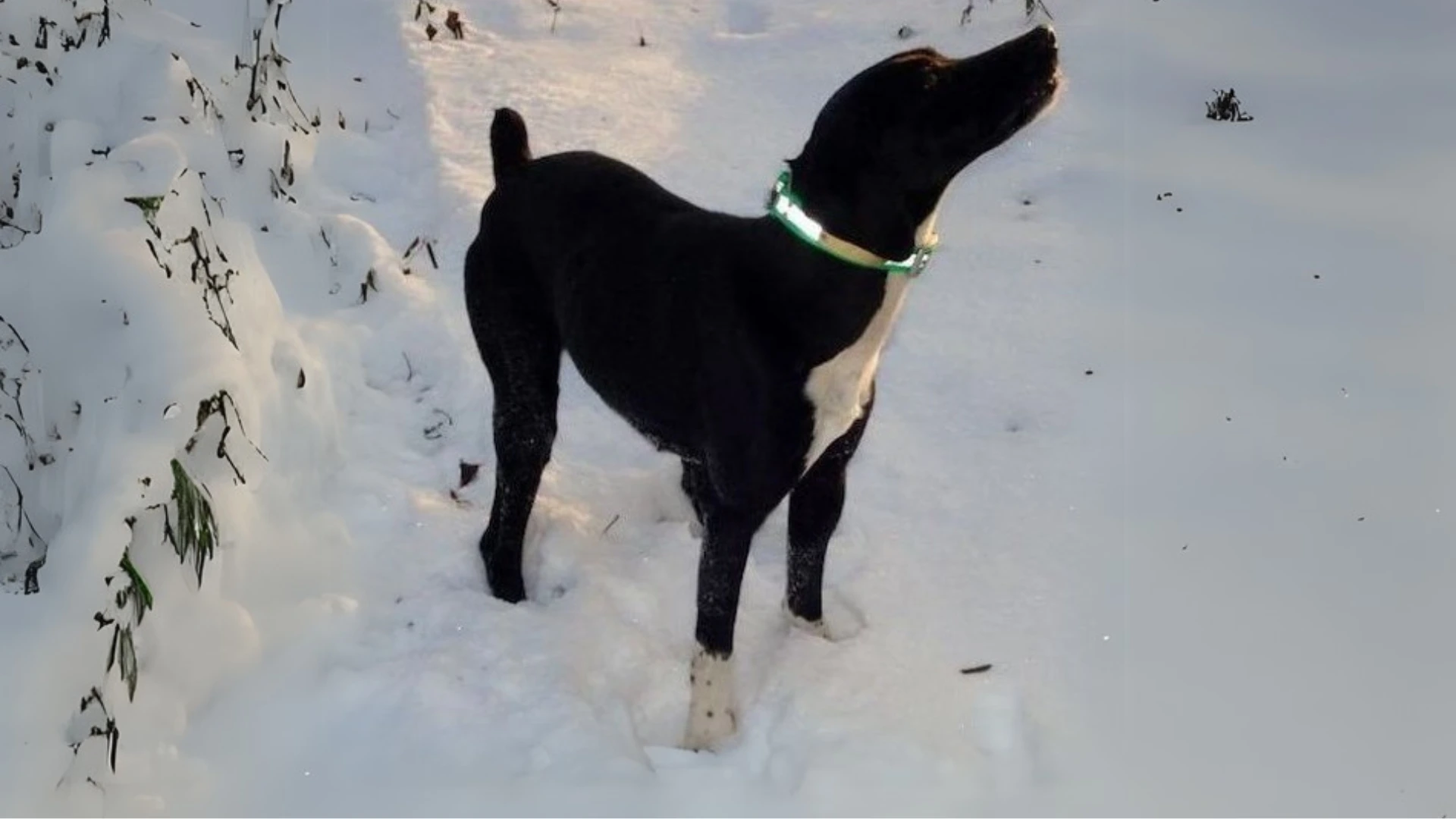 Is the Stephens' Stock Mountain Cur Right for You? 2025 Pros, Cons ...