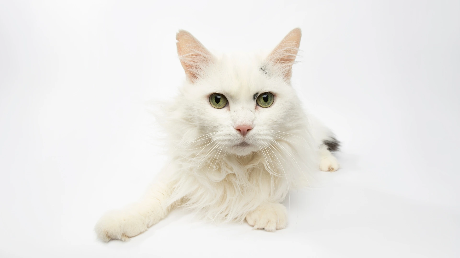 Turkish Angora: Care, Personality & Best Tips