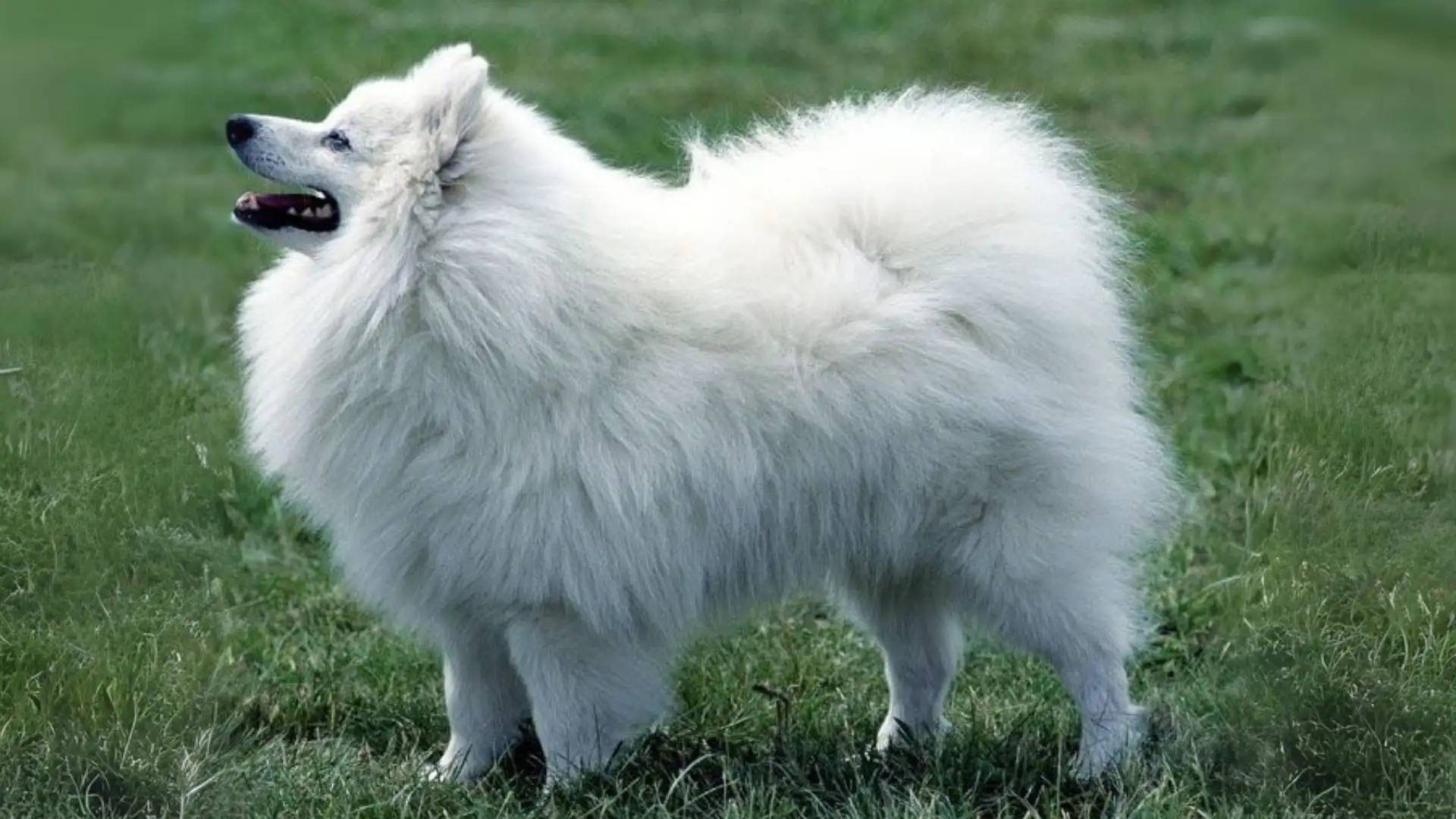 Volpino Italiano: Care, Personality & Best Tips